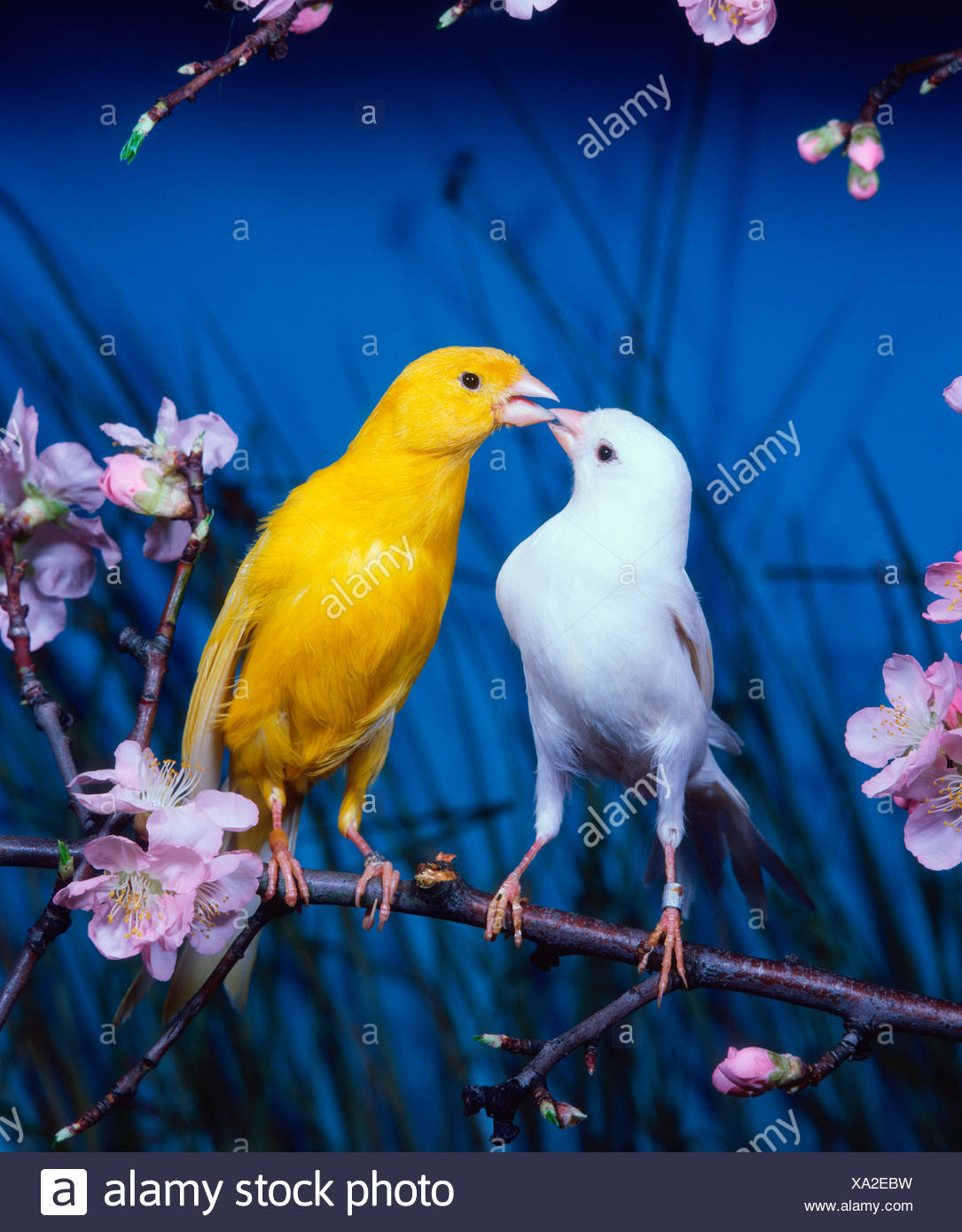 Bird Canaries Pair High Resolution Stock Photography and Images - Alamy