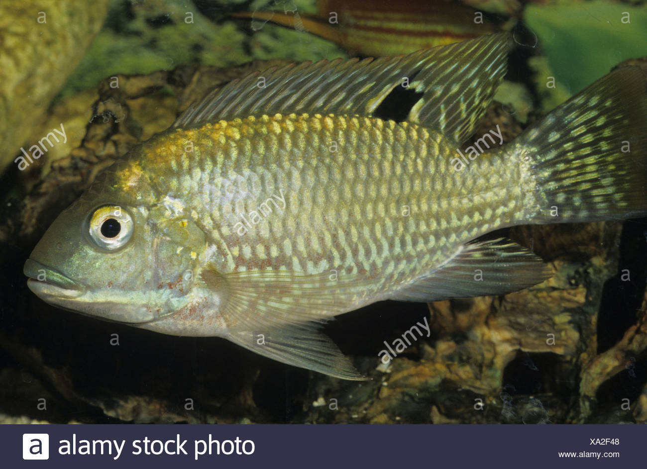 Tilapia Zillii Stock Photos & Tilapia Zillii Stock Images - Alamy