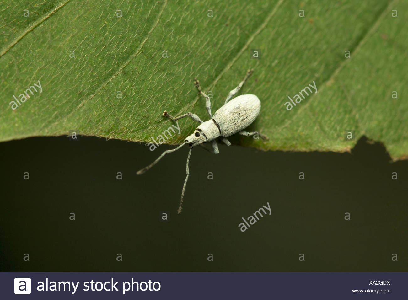 Insects Mumbai High Resolution Stock Photography and Images - Alamy