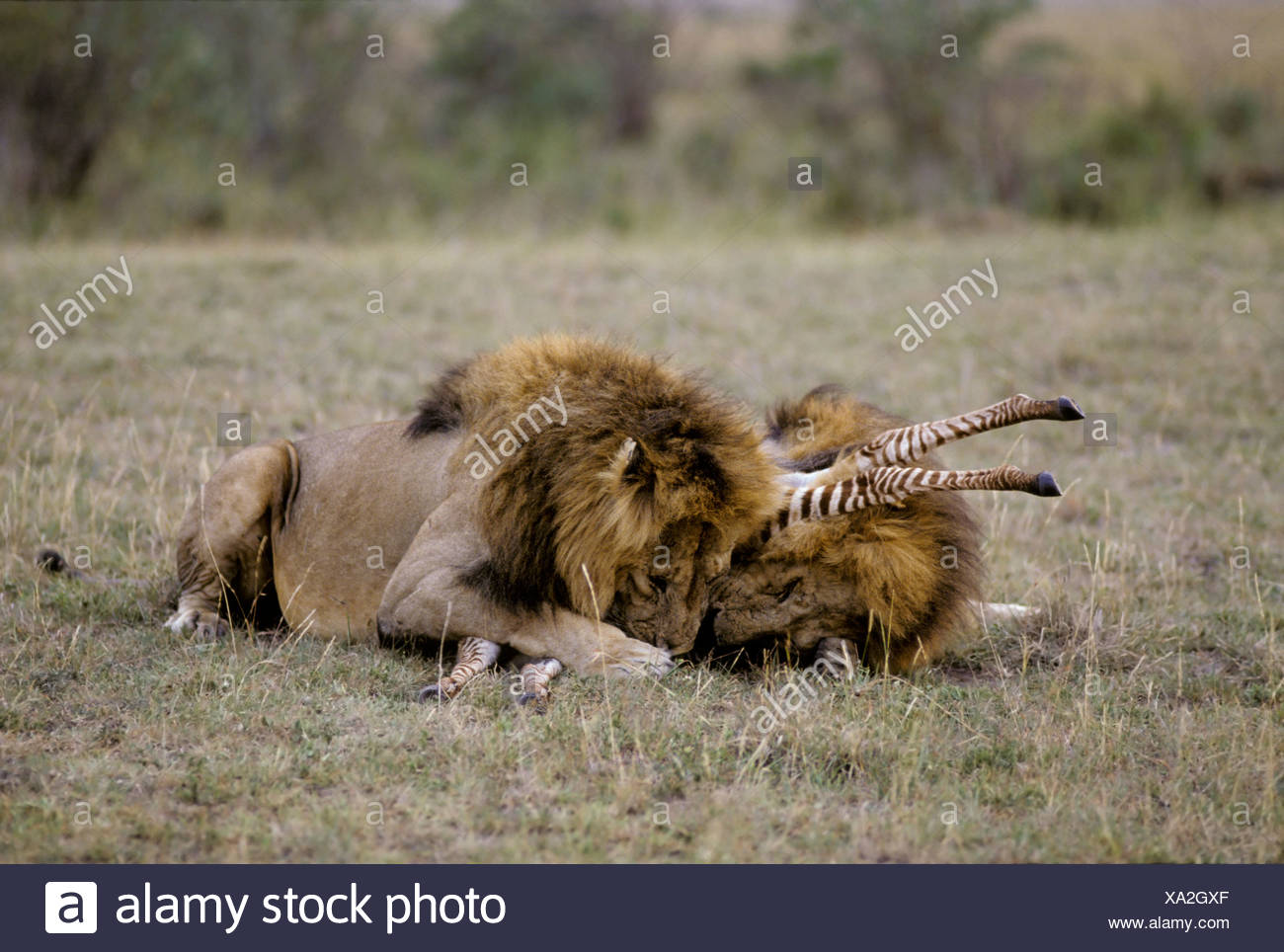 Lion Killing Zebra Stock Photos & Lion Killing Zebra Stock Images - Alamy