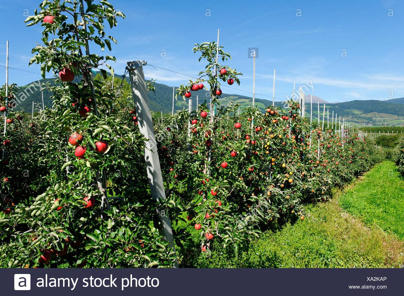 Growing Products High Resolution Stock Photography and Images - Alamy