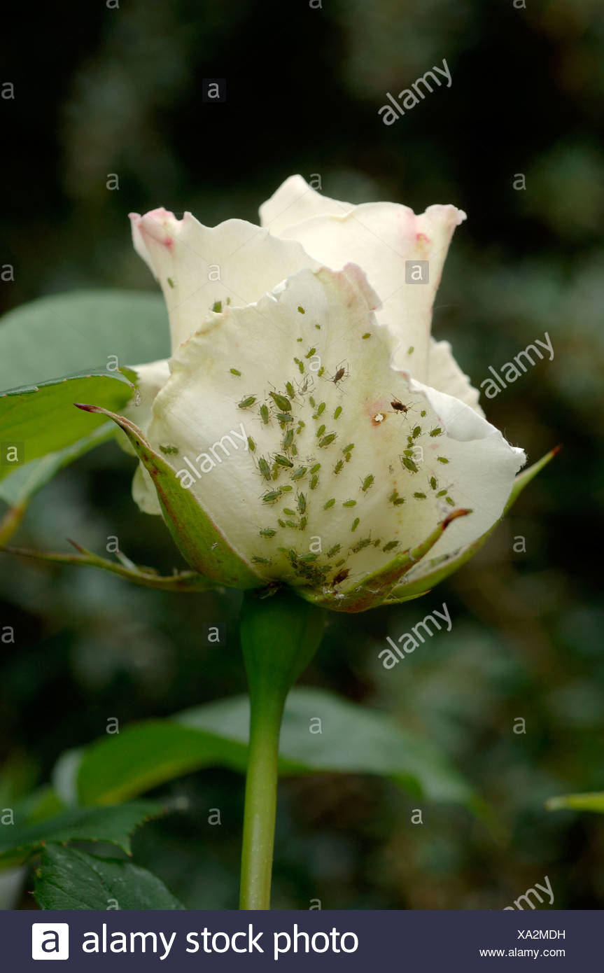 Greenfly High Resolution Stock Photography and Images - Alamy