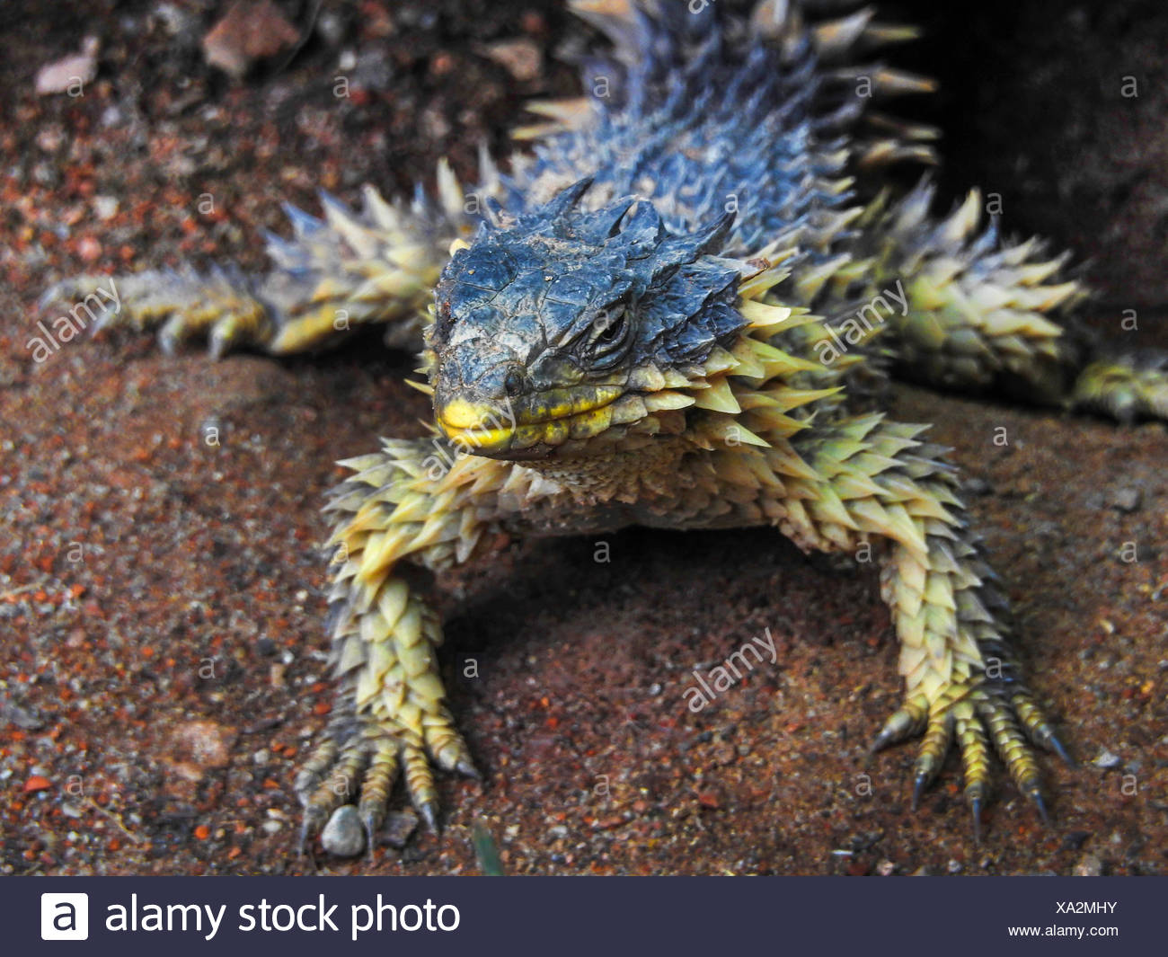 Giant Lizards Giant High Resolution Stock Photography and Images - Alamy