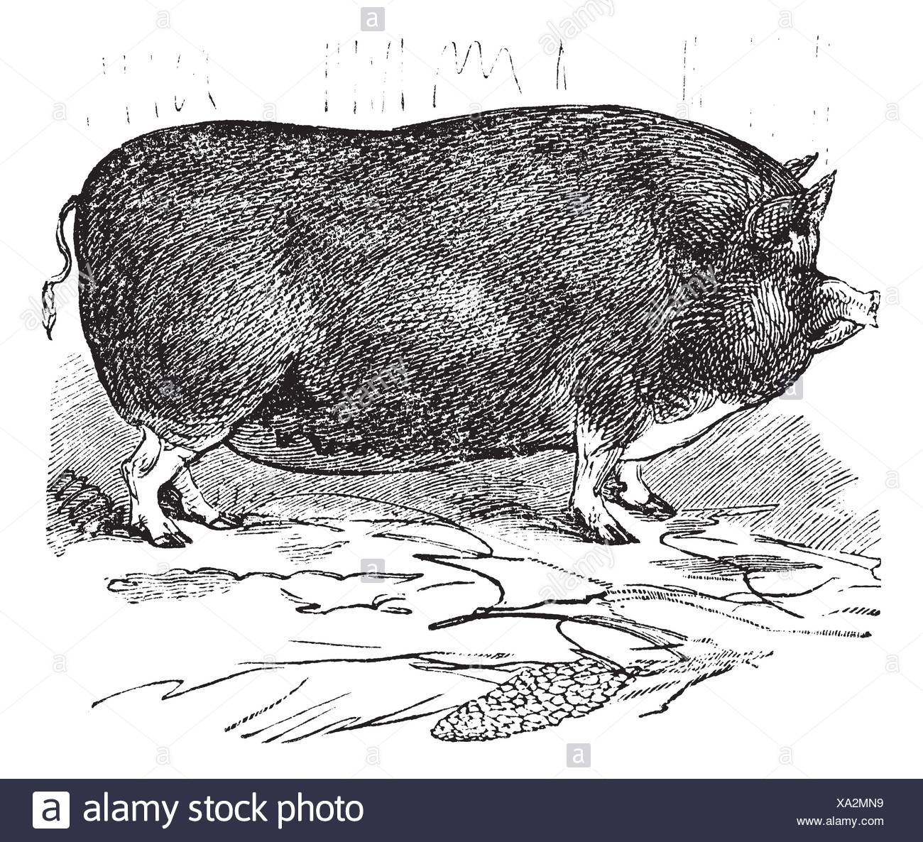 Old Berkshire Pig High Resolution Stock Photography and Images - Alamy