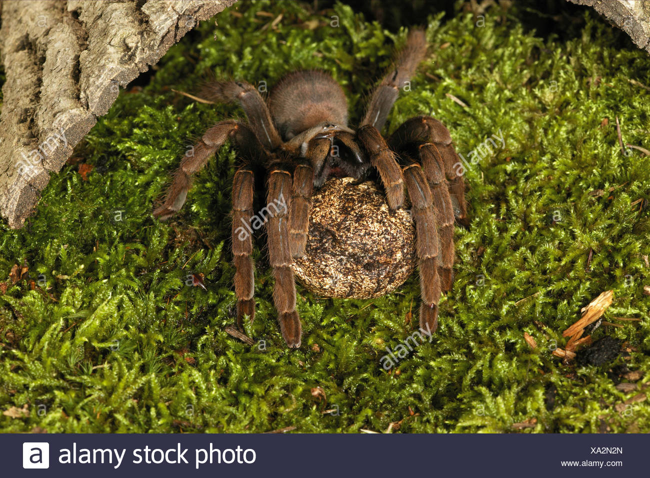 Tarantula Eggs High Resolution Stock Photography and Images - Alamy