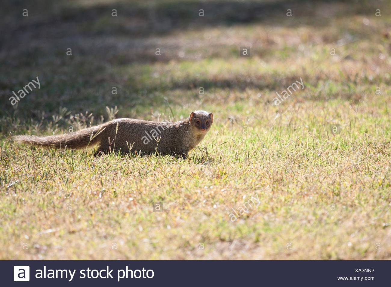 Mongoose Hawaii Stock Photos & Mongoose Hawaii Stock Images - Alamy