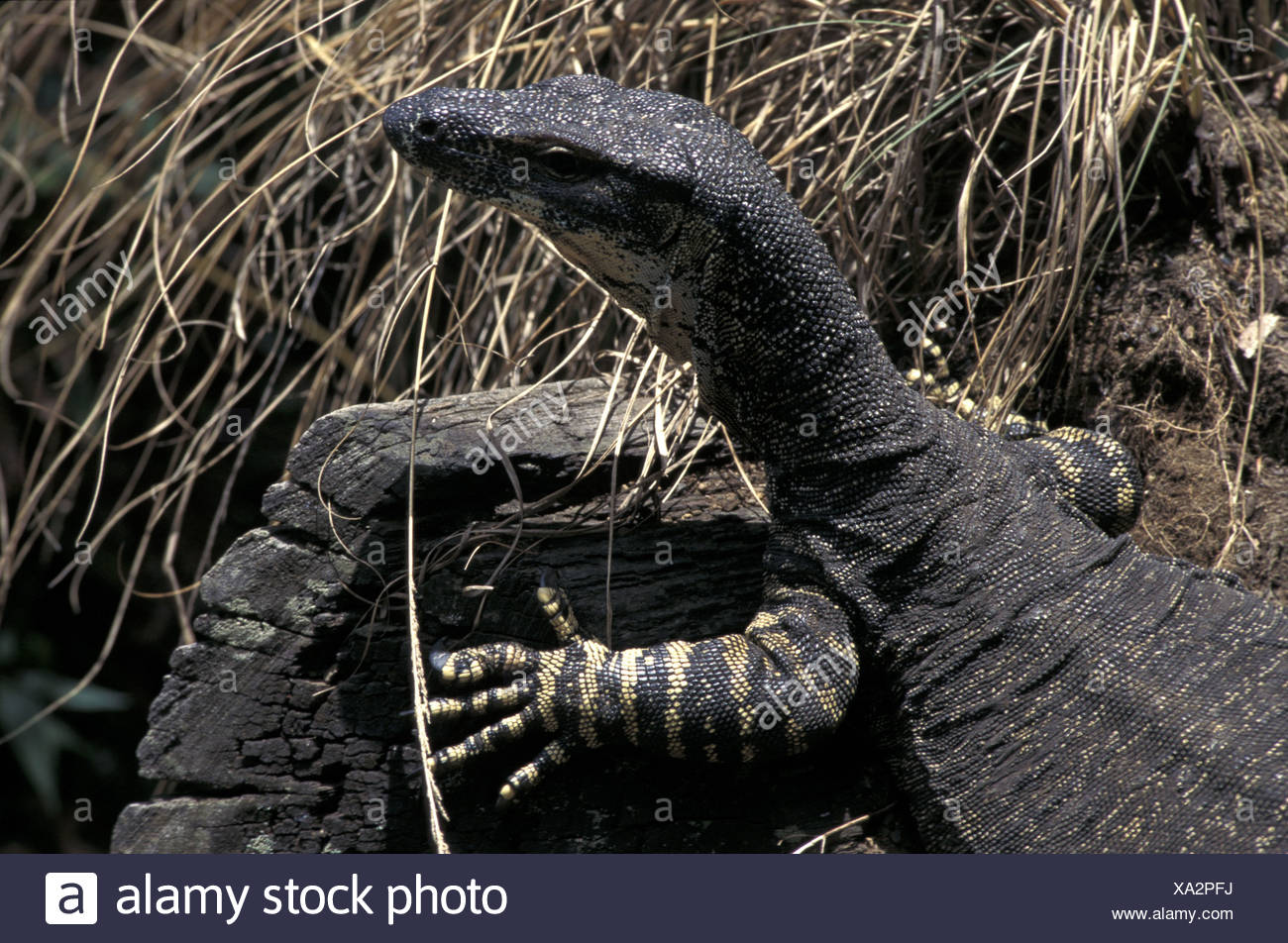 Goanna Lizard Australia High Resolution Stock Photography and Images ...