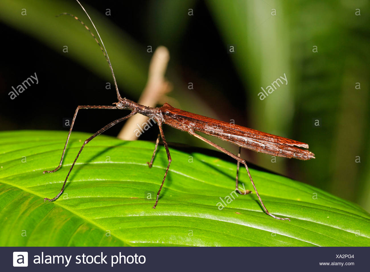Phasmatodea Stock Photos & Phasmatodea Stock Images - Alamy