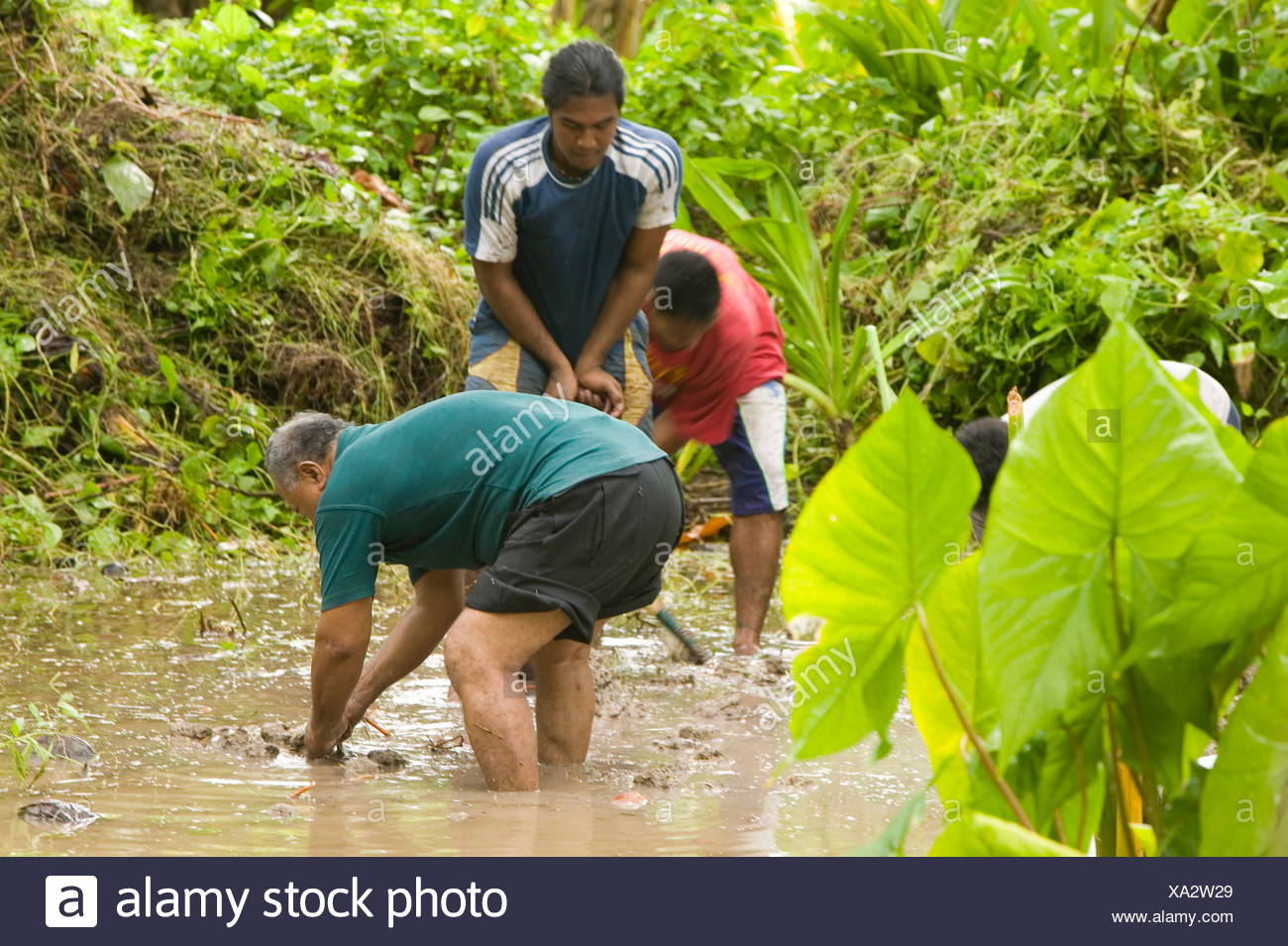 Pulaka High Resolution Stock Photography and Images - Alamy