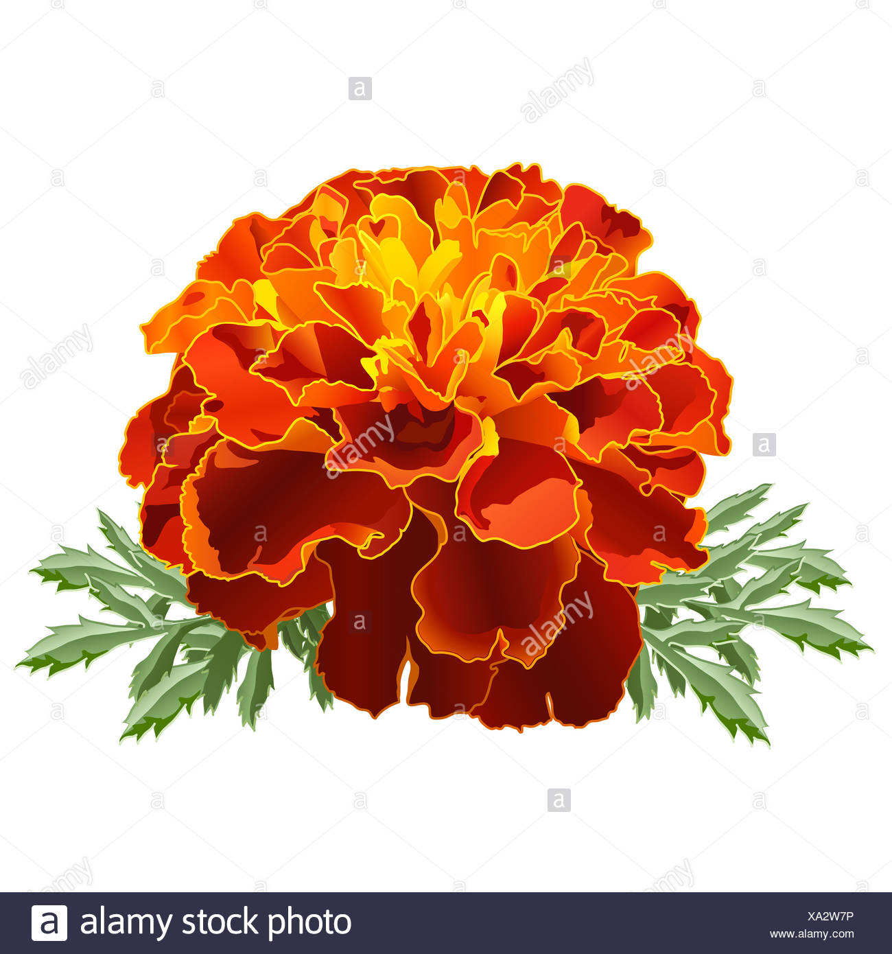 Red Marigold Stock Photos & Red Marigold Stock Images - Alamy