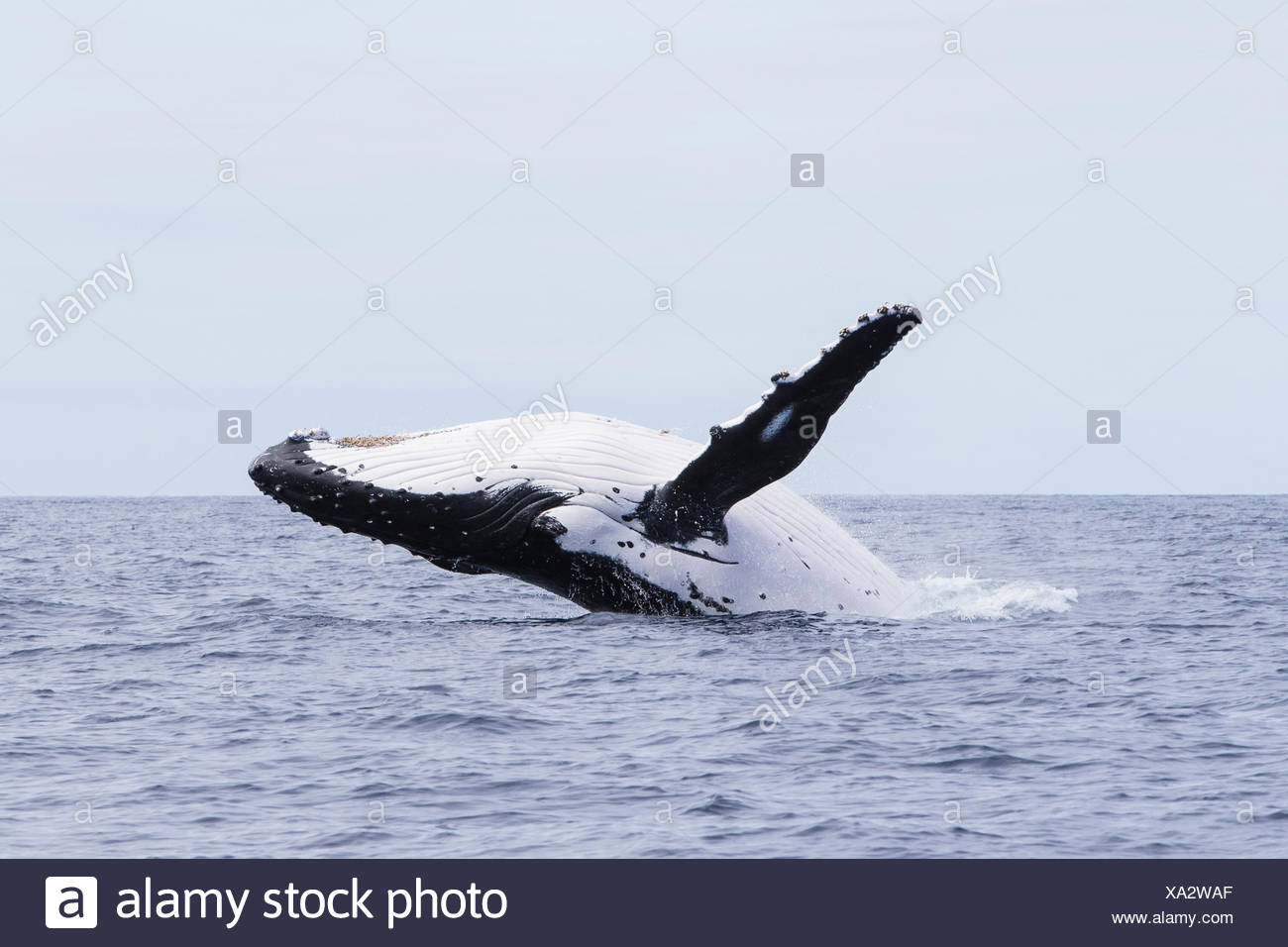 Humpback Whale Breaching High Resolution Stock Photography and Images ...