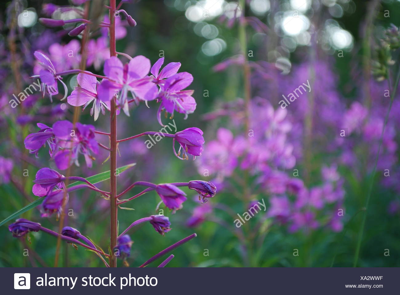 Rosebay Willow Herb High Resolution Stock Photography and Images - Alamy