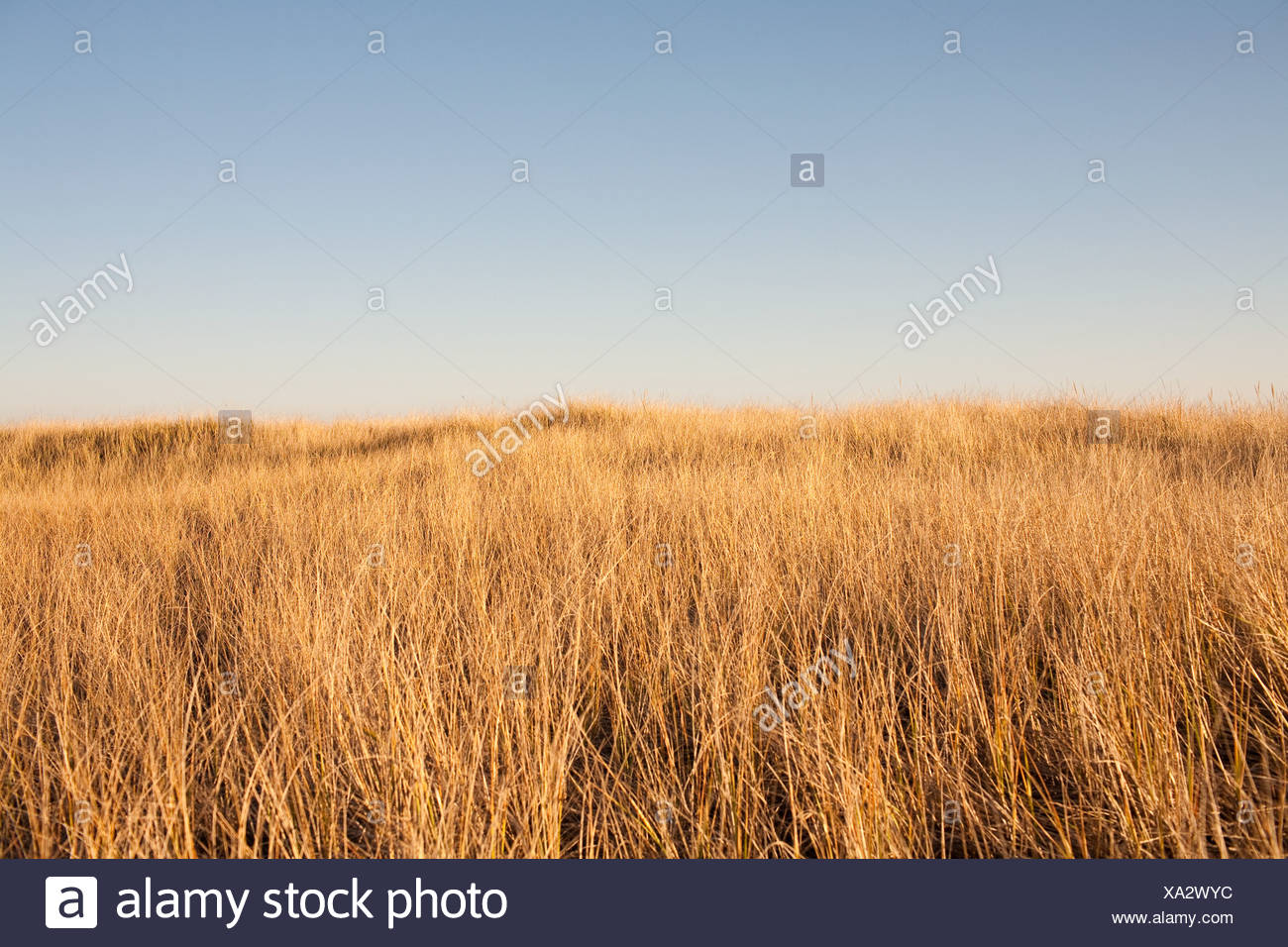 Seagrass Stock Photos & Seagrass Stock Images - Alamy