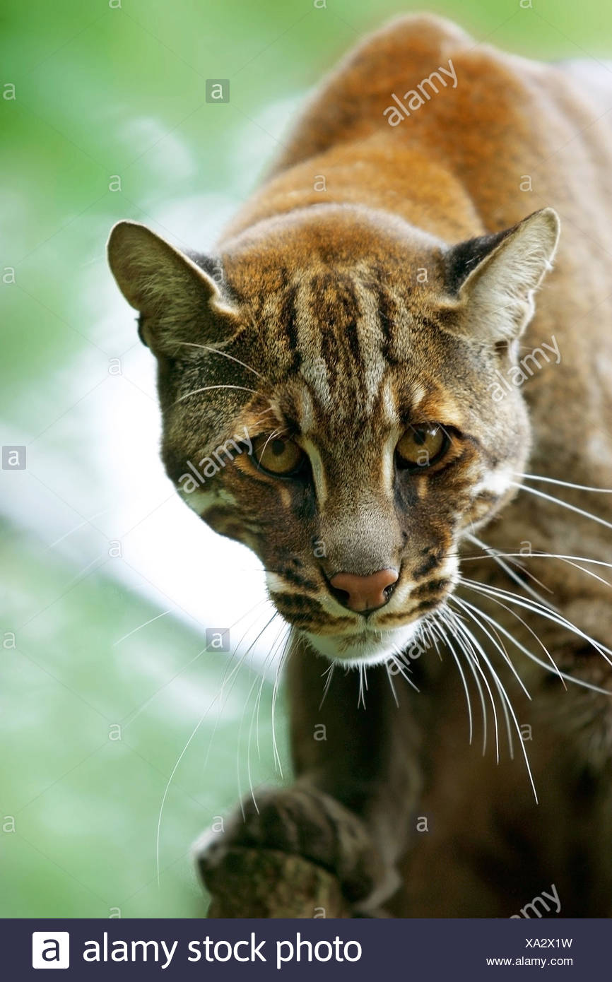 Asian Golden Cat Pardofelis Temminckii High Resolution Stock ...