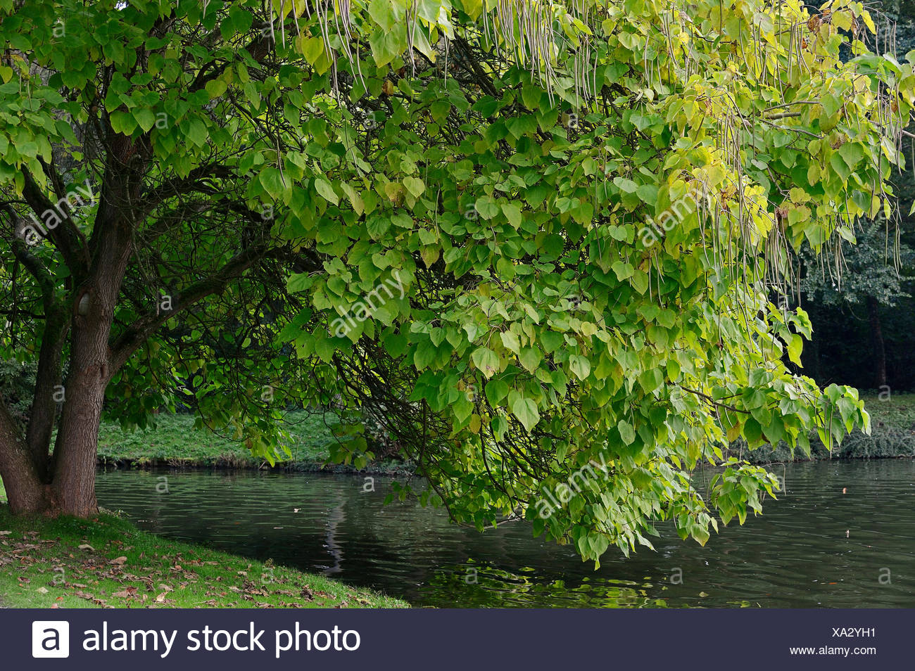 Catalpa Bignonioides Indian Bean Tree High Resolution Stock Photography ...