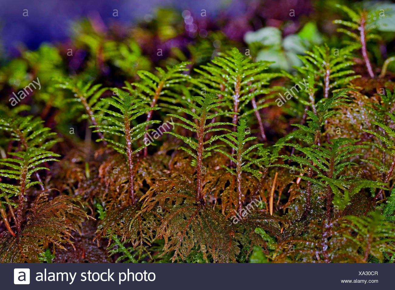 Step Moss Stock Photos & Step Moss Stock Images - Alamy