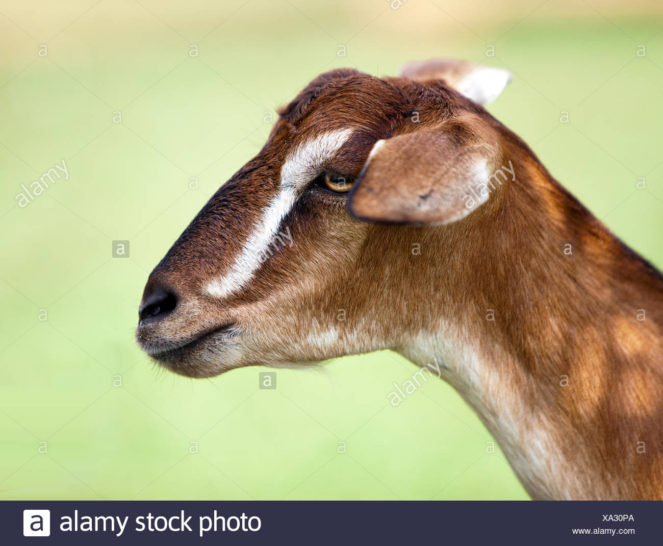 Hornless High Resolution Stock Photography and Images - Alamy