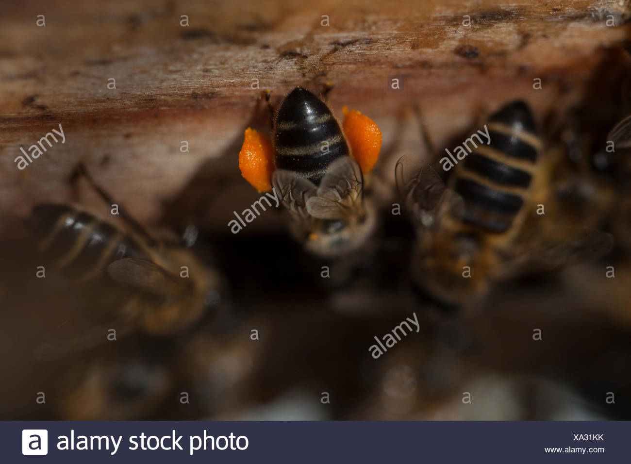 Bee Carrying Pollen High Resolution Stock Photography and Images - Alamy