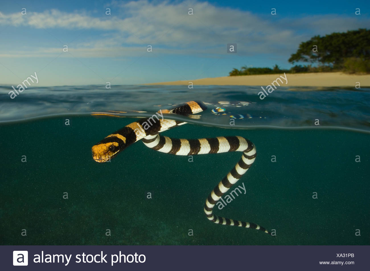 Krait High Resolution Stock Photography and Images - Alamy