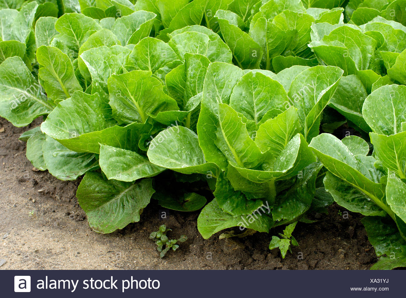 Lactuca Sativa Var Longifolia High Resolution Stock Photography and ...