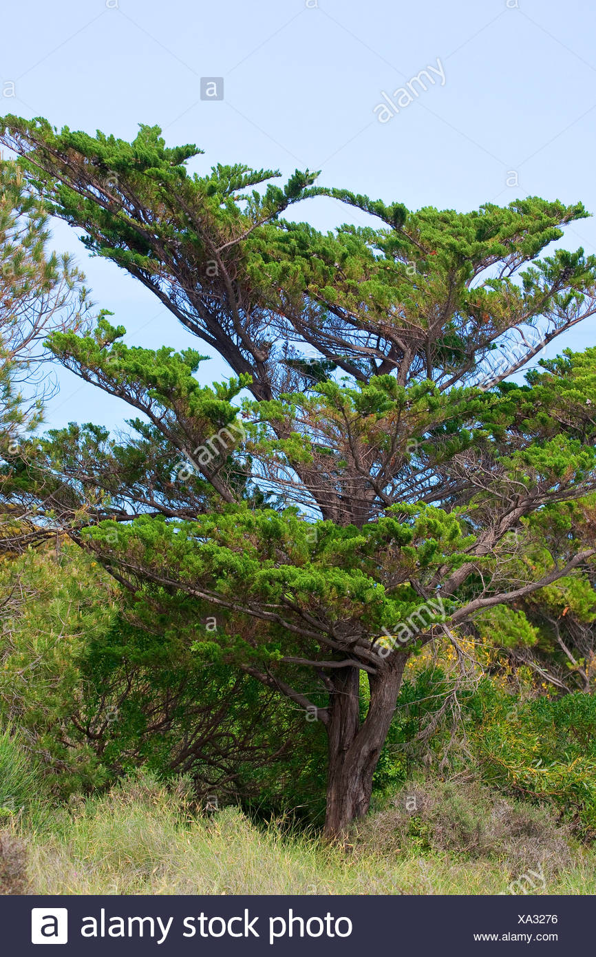 Italian Cypress Trees Cupressus Sempervirens High Resolution Stock ...