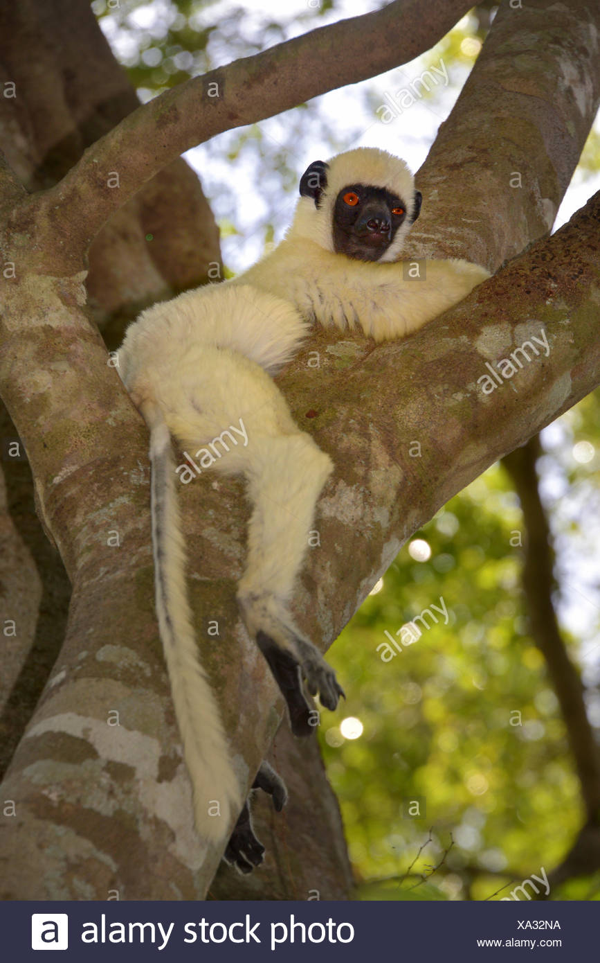 Van Der Deckens Sifaka High Resolution Stock Photography and Images - Alamy