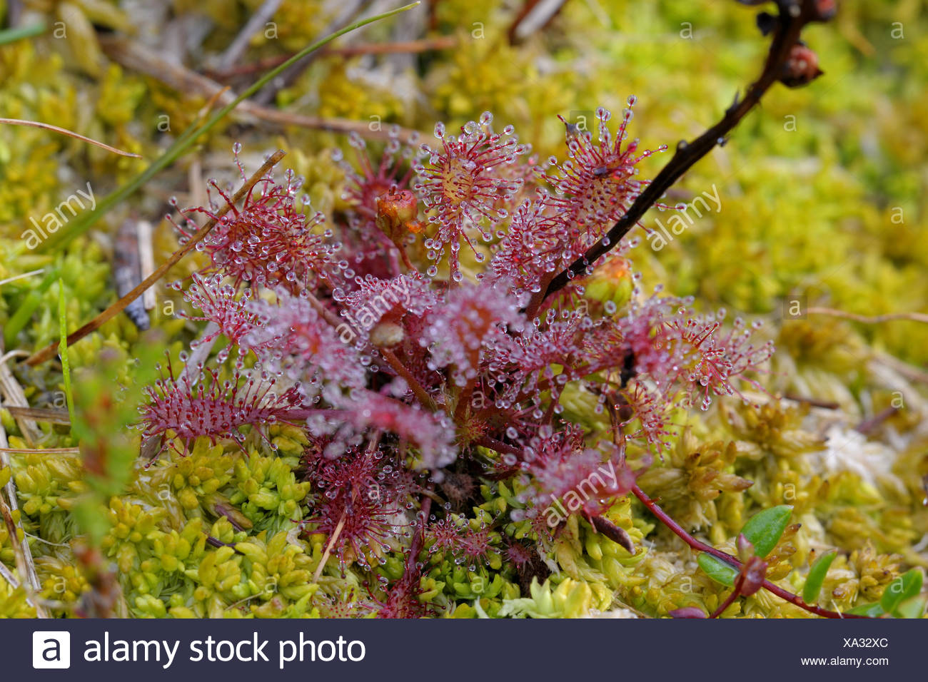 Long Leaved Sundew Stock Photos & Long Leaved Sundew Stock Images - Alamy