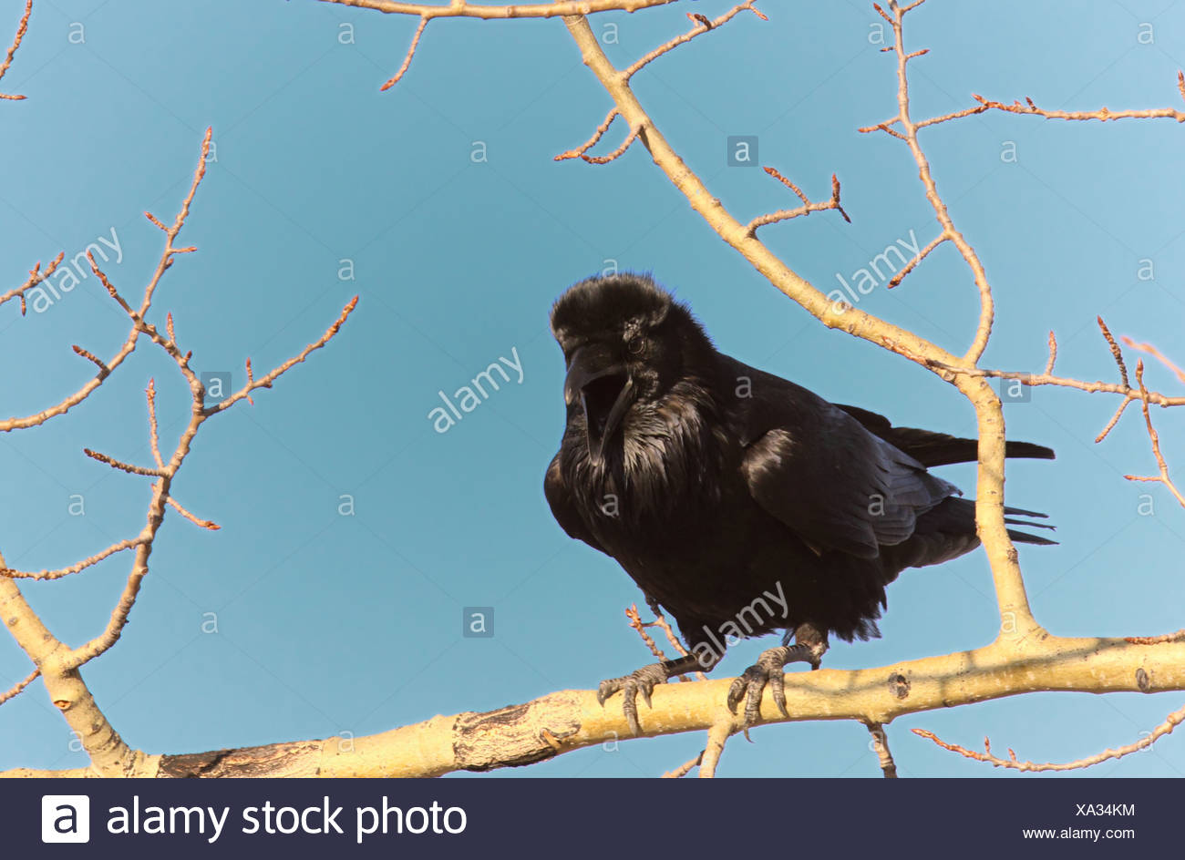 Raven With Open Mouth High Resolution Stock Photography and Images - Alamy