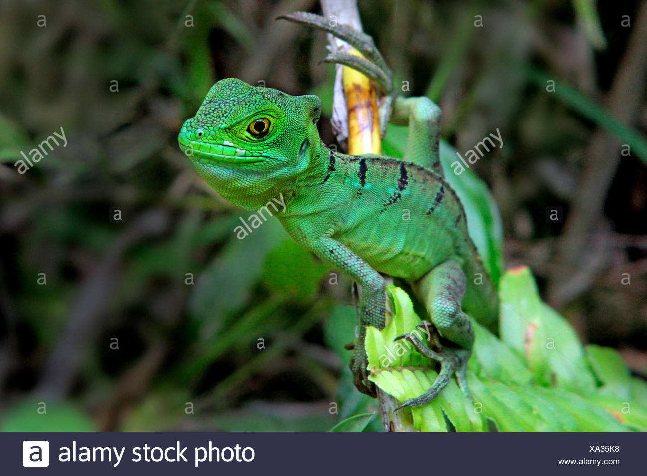 Green Basilisks High Resolution Stock Photography and Images - Alamy