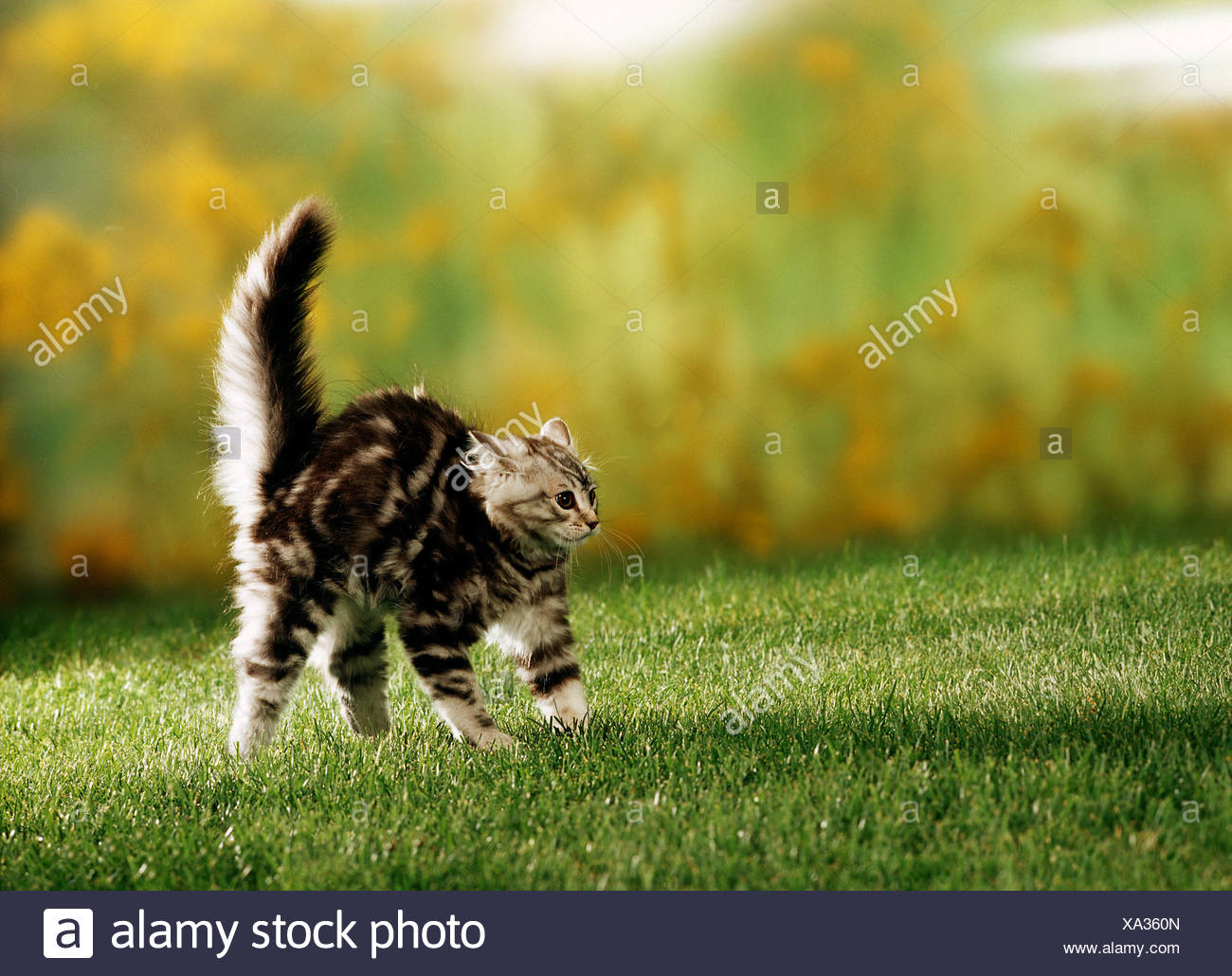 Hunch Back High Resolution Stock Photography and Images - Alamy