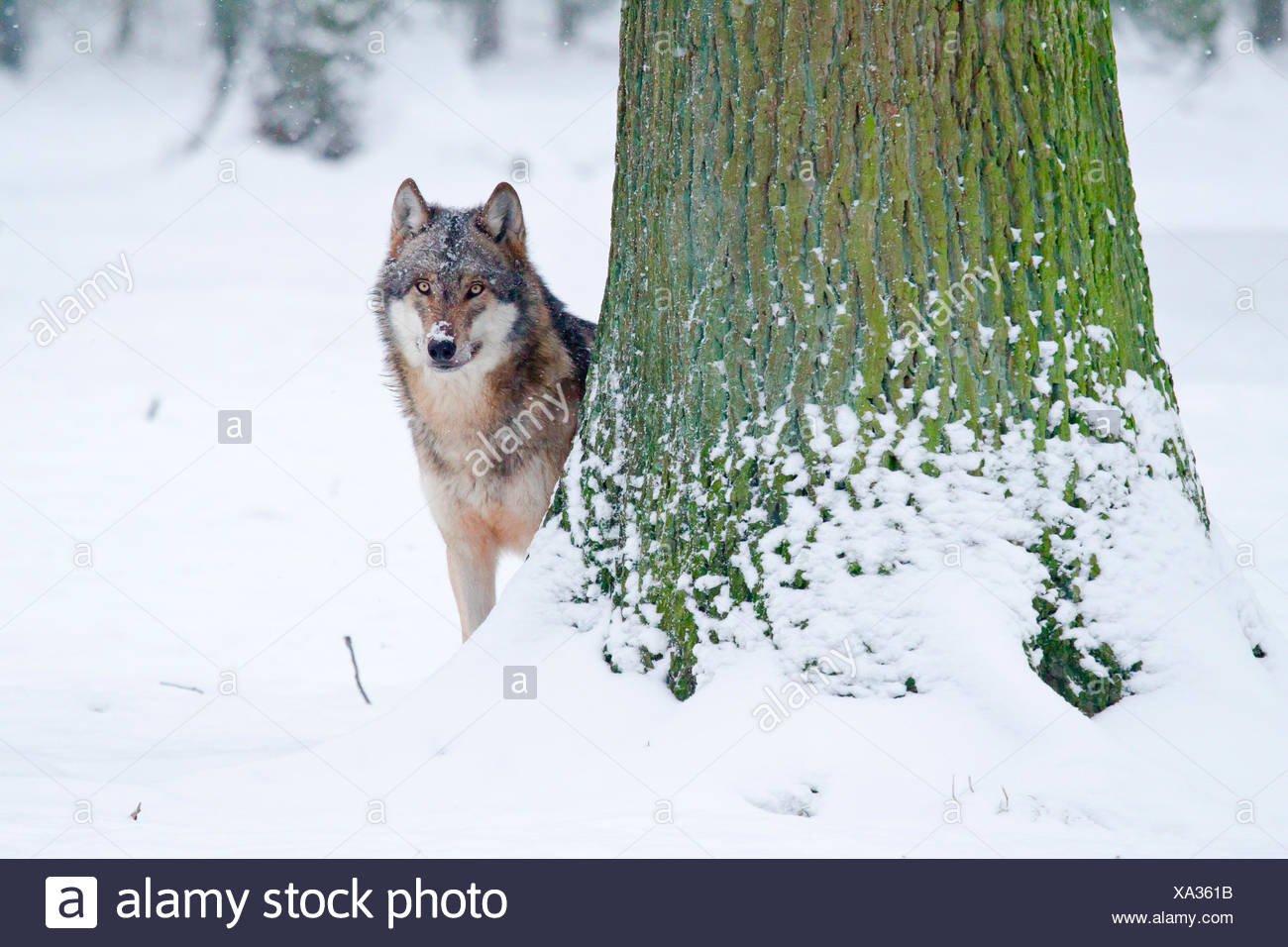 Wolf Behind Tree High Resolution Stock Photography and Images - Alamy