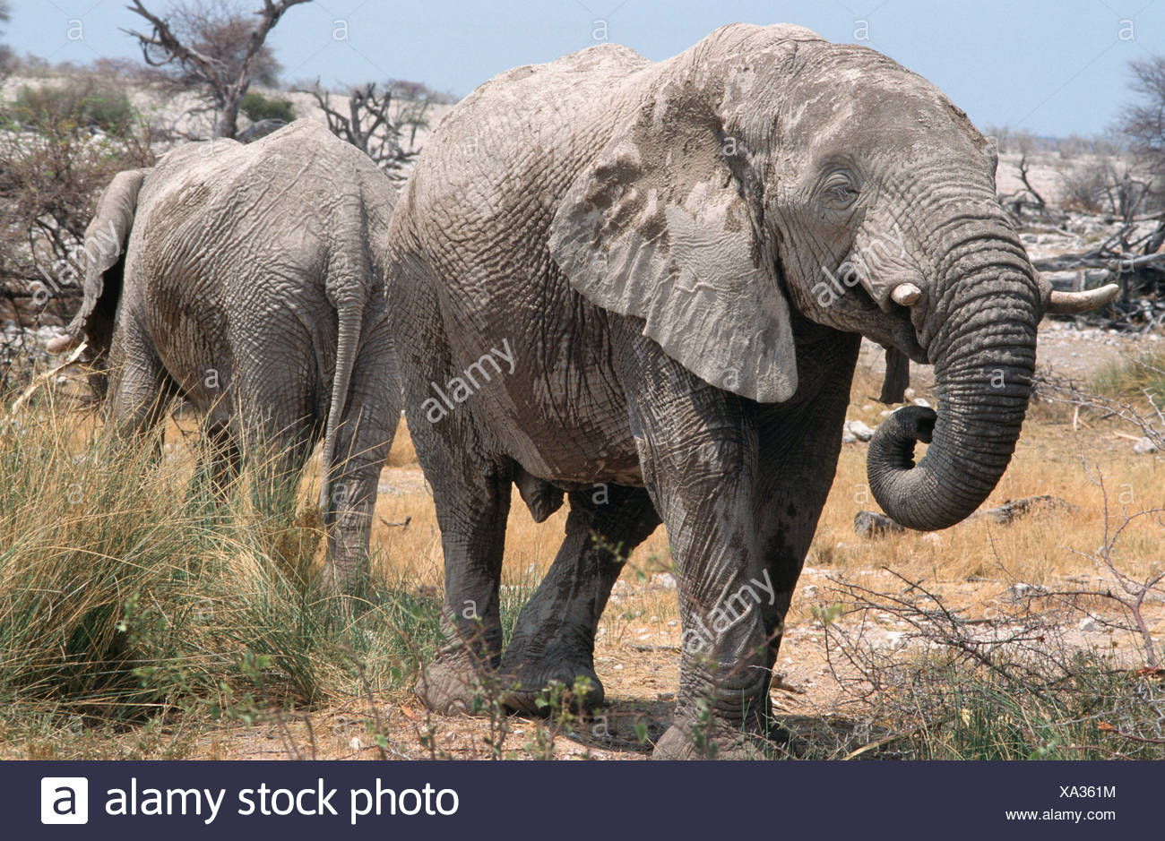 Elephant Back Legs Stock Photos & Elephant Back Legs Stock Images - Alamy