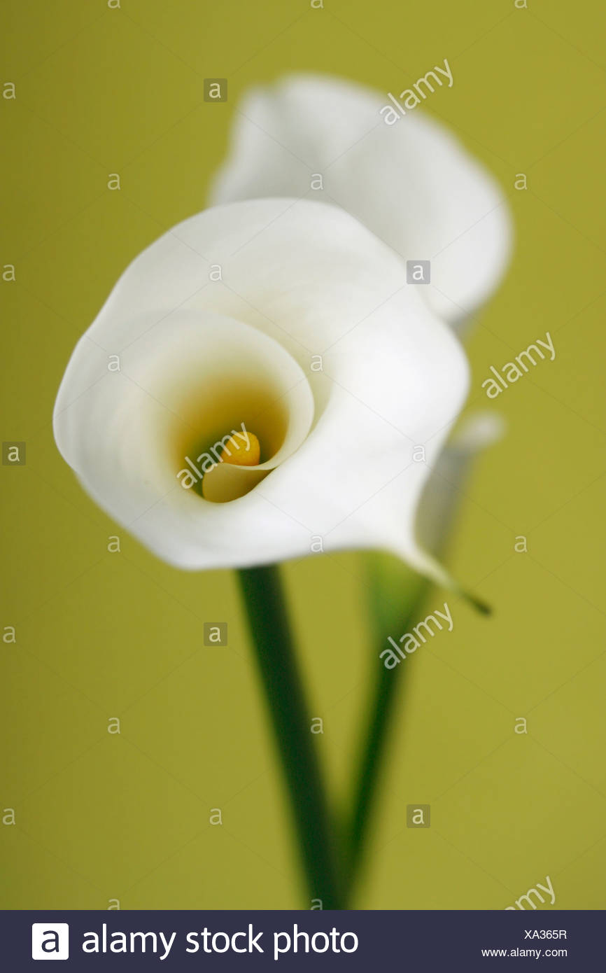 Zantedeschia Species High Resolution Stock Photography and Images - Alamy