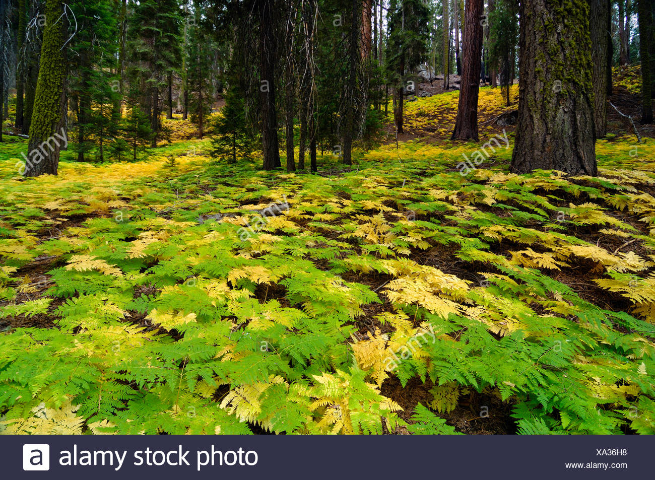 Berg Mammutbaum High Resolution Stock Photography and Images - Alamy