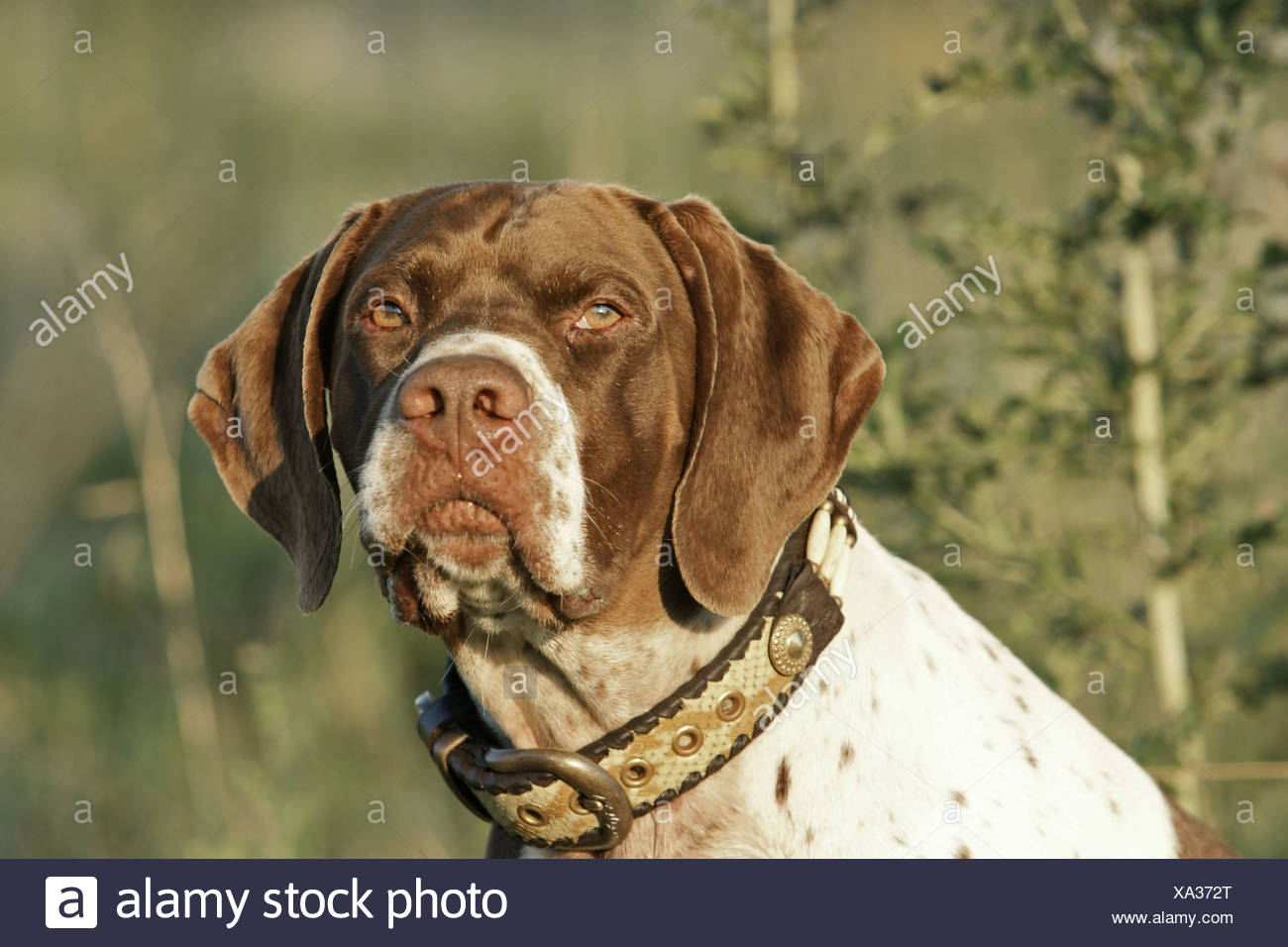 Braque Francais Type Pyrenees High Resolution Stock Photography and ...