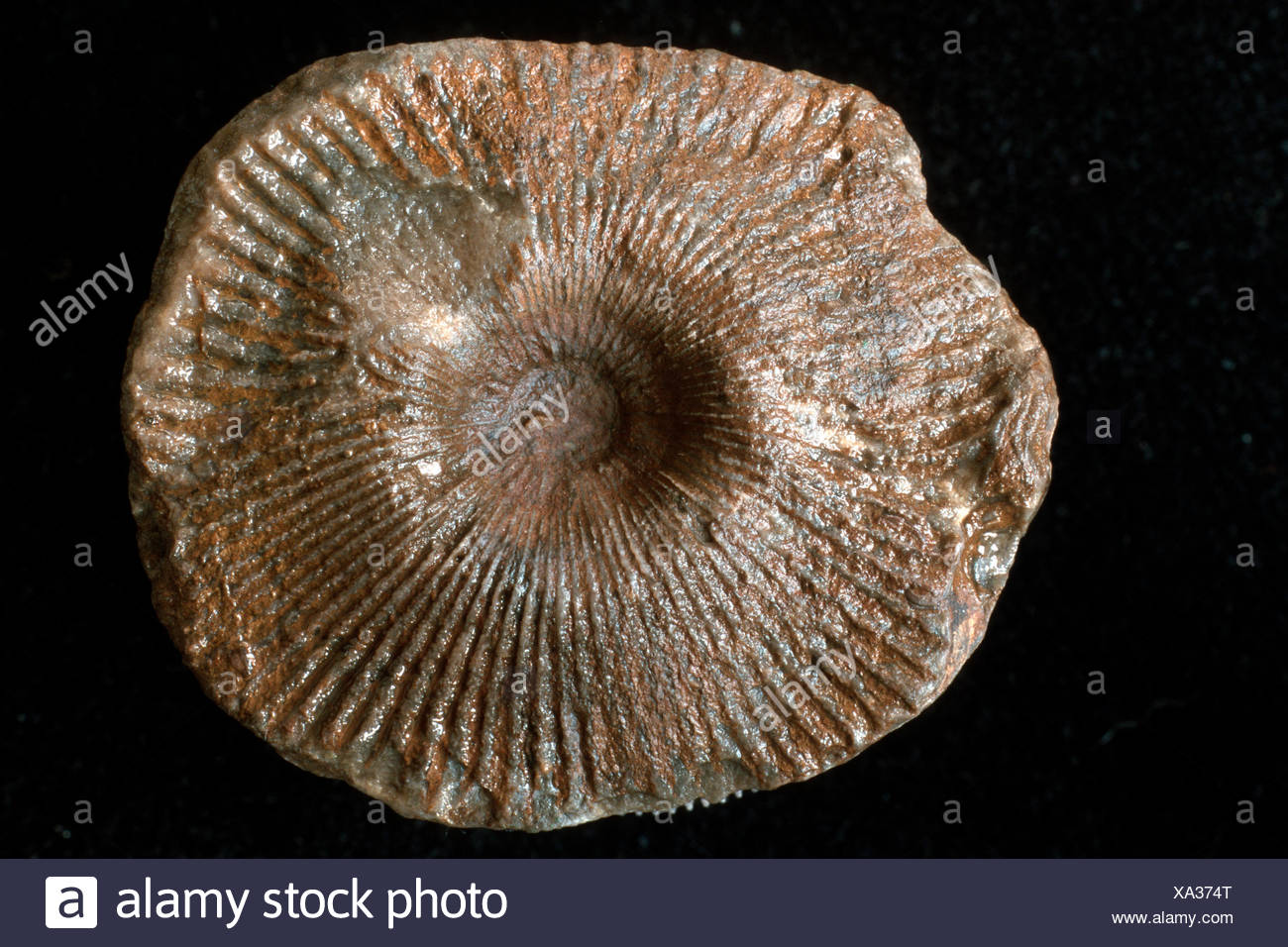 Cyathophyllum Stock Photos & Cyathophyllum Stock Images - Alamy