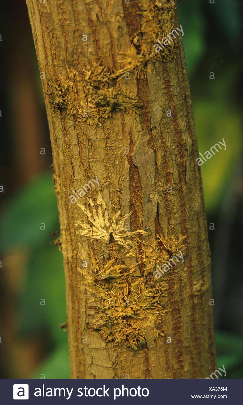 Swietenia Mahagoni Stock Photos & Swietenia Mahagoni Stock Images - Alamy