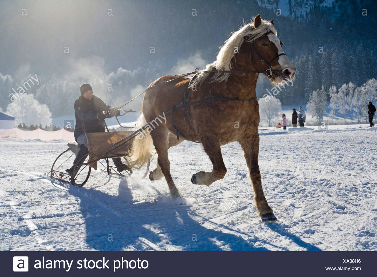 Horse Drawn Sleigh Stock Photos & Horse Drawn Sleigh Stock Images - Alamy