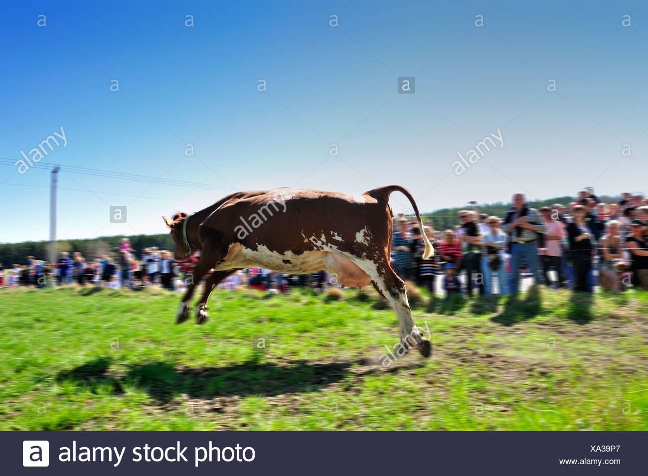 Cow Jumping High Resolution Stock Photography and Images - Alamy