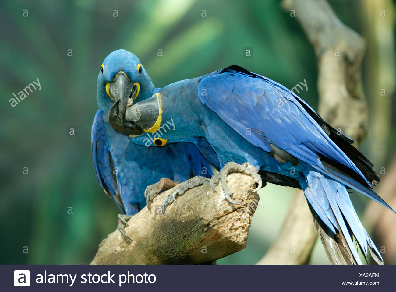 Hyazintharas High Resolution Stock Photography and Images - Alamy