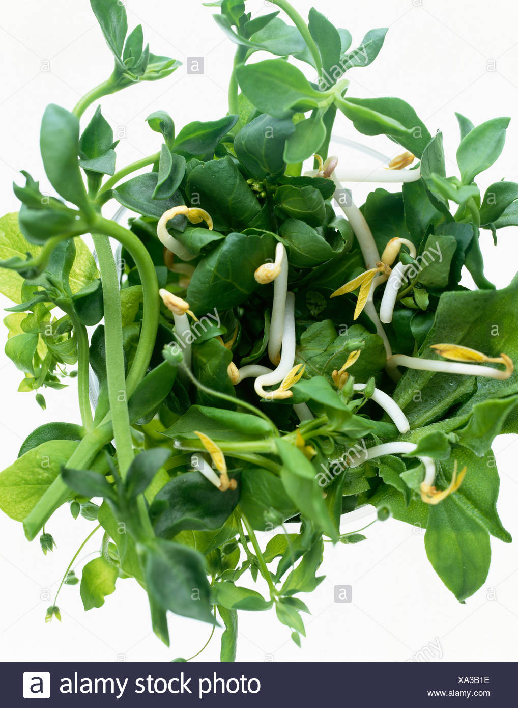 Tetragone High Resolution Stock Photography and Images - Alamy