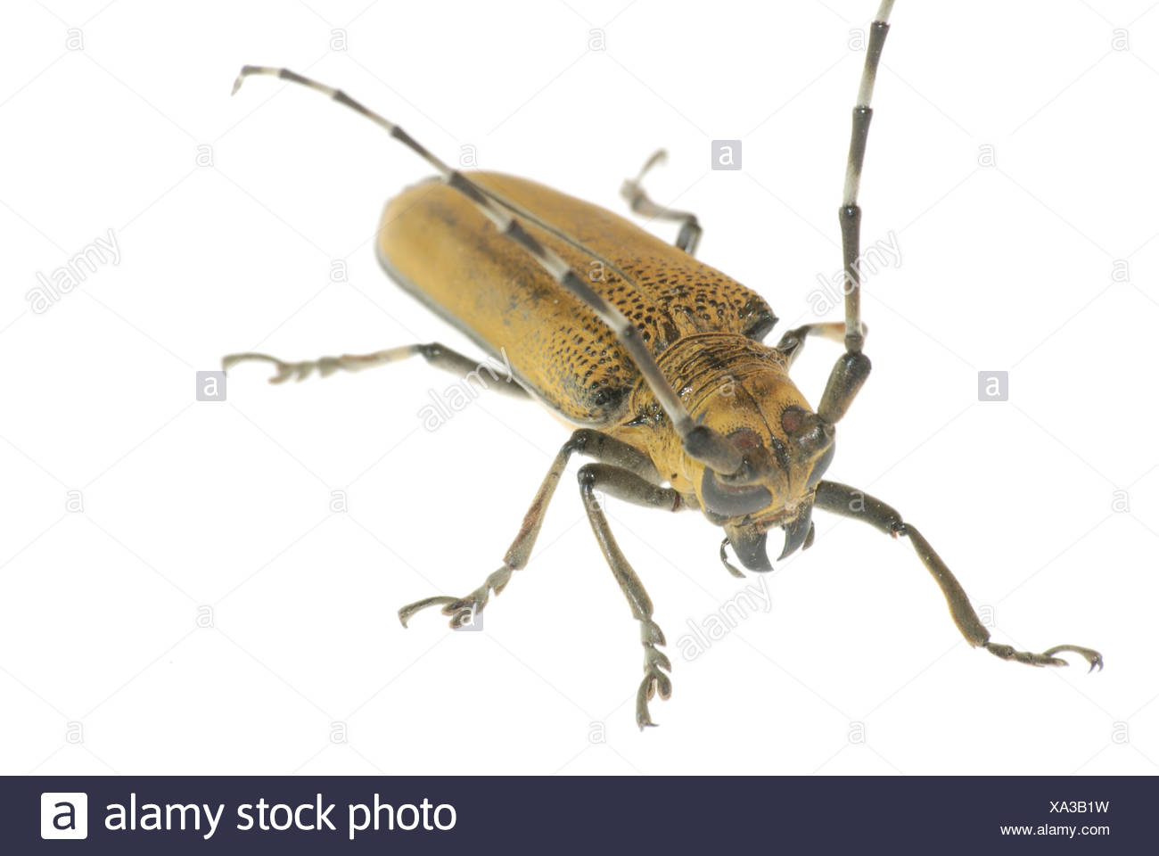 Shiny Insect High Resolution Stock Photography and Images - Alamy