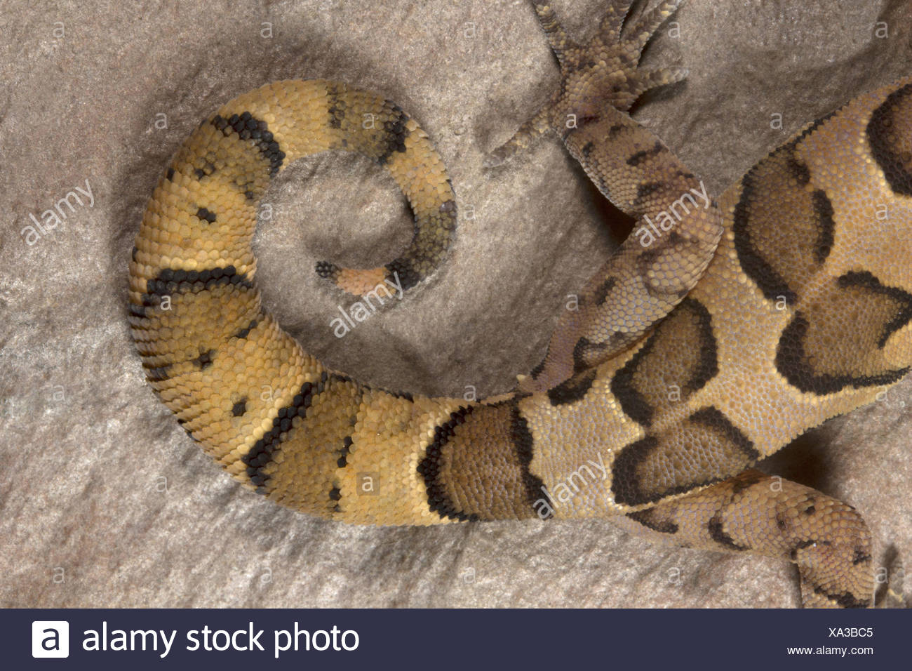 Geckoella High Resolution Stock Photography and Images - Alamy