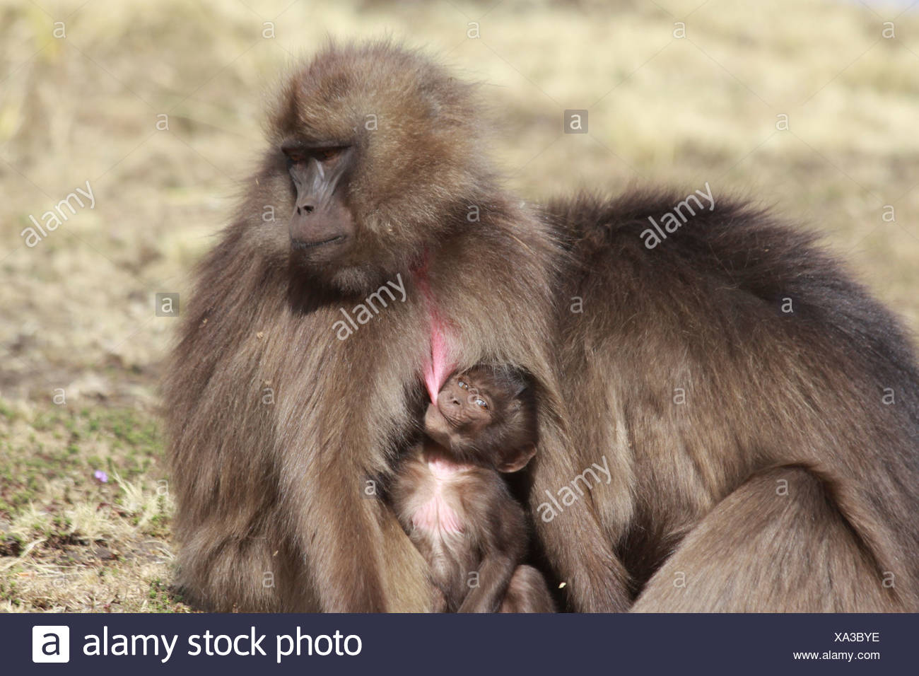Gelada Monkey Simien Herd High Resolution Stock Photography and Images ...