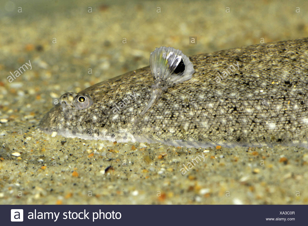 Flat Fish Sand Sole High Resolution Stock Photography and Images - Alamy