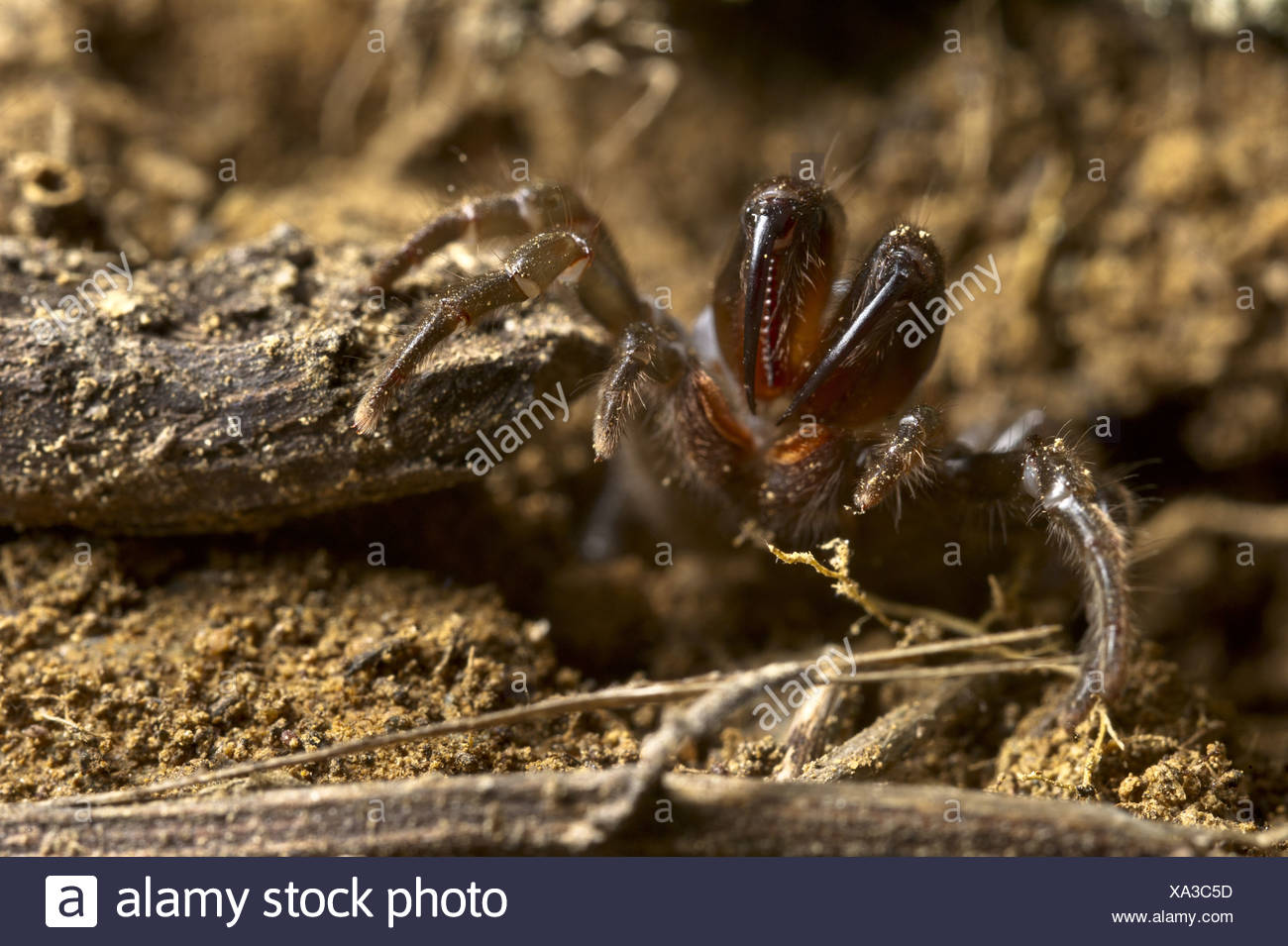 Purse Web Spider High Resolution Stock Photography and Images - Alamy