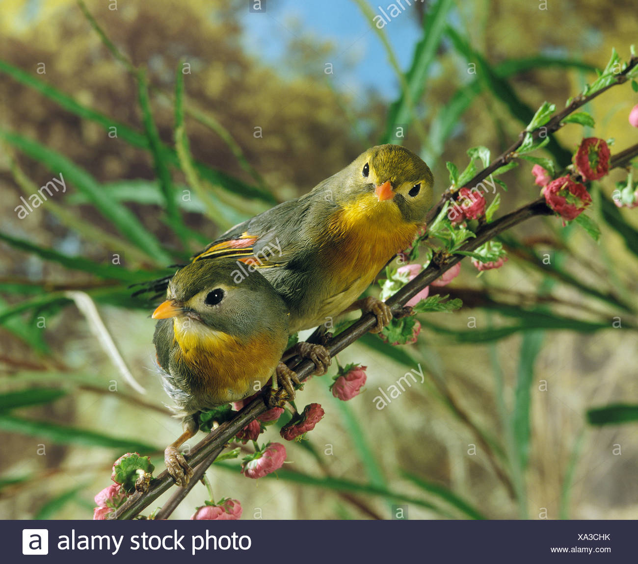 Pekin Robin Leiothrix Lutea Stock Photos & Pekin Robin Leiothrix Lutea ...