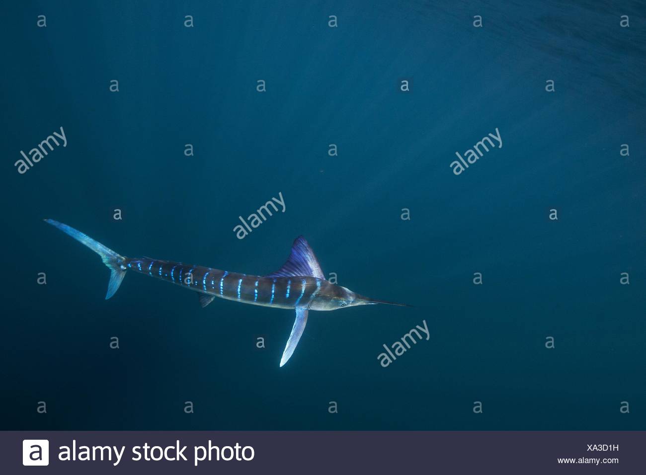 Pacific Blue Marlin High Resolution Stock Photography and Images - Alamy