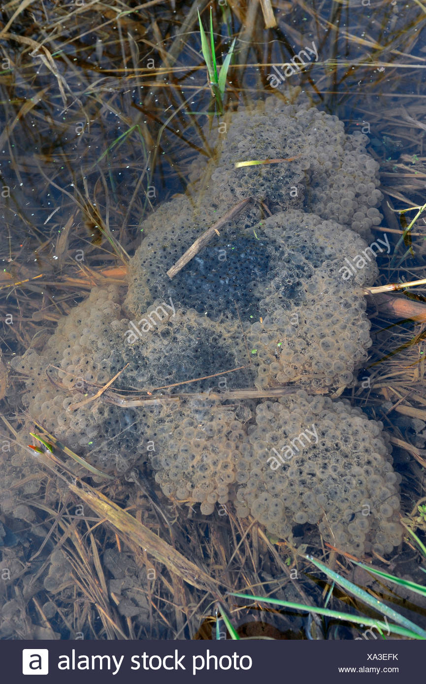 Frog Spawns High Resolution Stock Photography and Images - Alamy