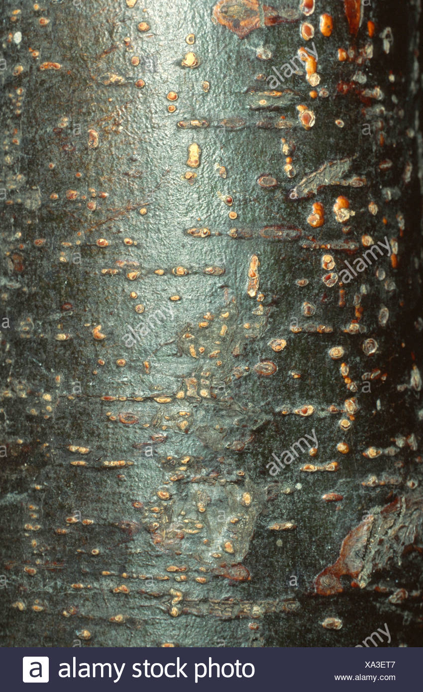 Common Alder Tree Bark High Resolution Stock Photography and Images - Alamy